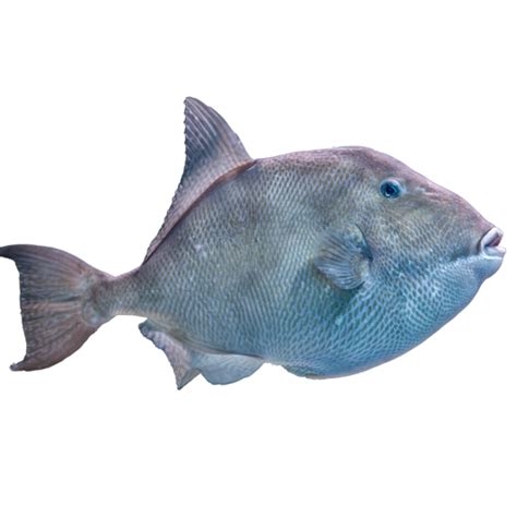 Saltwater Triggerfish For Sale Foxy Saltwater Tropicals