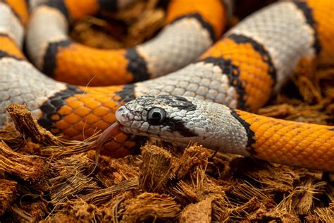 Mua Redichip Reptile Bedding Loose Medium Coconut Chip 36 Quart Coco Husk Substrate Mulch For