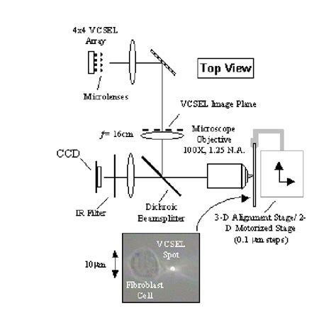 Figure 1 From Simultaneous Transport Of Multiple Biological Cells By Vcsel Array Optical Traps
