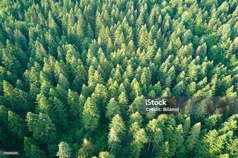어두운 가문비 나무와 녹색 소나무 숲의 공중 보기 위에서 노더른 삼림 풍경 미국에 대한 스톡 사진 및 기타 이미지 미국