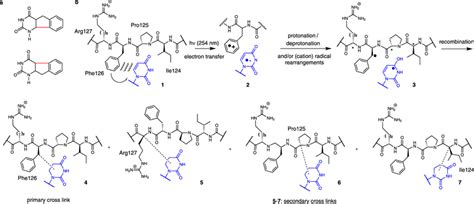 Proposed Mechanism For UV Induced RNA Protein Cross Linking A UV Download Scientific Diagram