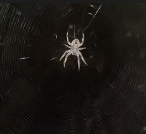 Type Of Spider Florida Rspiders