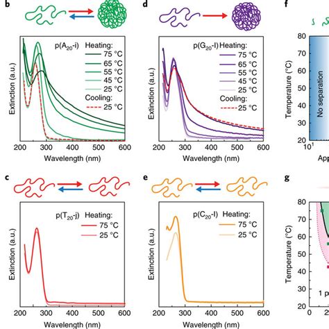 Lcst Behaviour Of Ssdna A Simplified Molecular Structures Of The Four