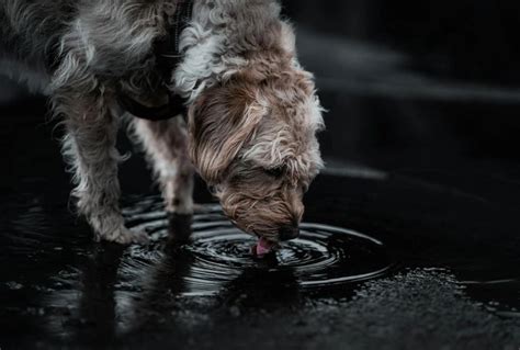 10 Canine Viruses Every Dog Owner Should Prepare For Dog Breed Pro