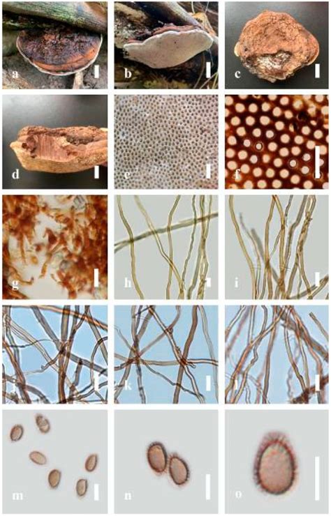 Ganoderma Ganodermataceae Basidiomycota Species From The Greater Mekong Subregion Pmc