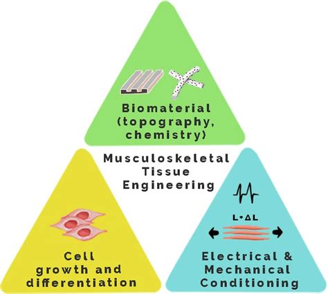 1 The Three Pillars Of Tissue Engineering Cells Are Cultured On A Download Scientific