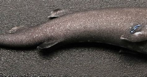 Sciency Thoughts Mollisquama Sp A Pocket Shark From The Gulf Of Mexico