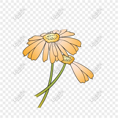 손으로 그린 국화 꽃 그림 Png 일러스트 무료 다운로드 Lovepik