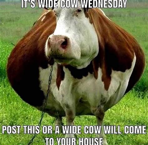 Cow Meme Once