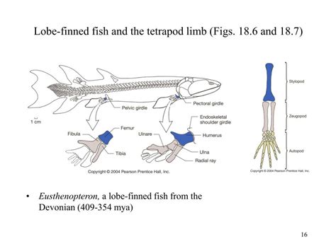 Ppt Development And Evolution Powerpoint Presentation Free Download