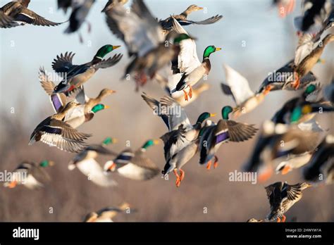 Mallard Ducks Flying