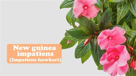 New Guinea Impatiens Wilted