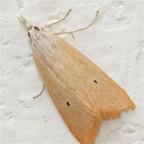 Rp11 A Dataset Focus On Adult Rice Pest Kaggle