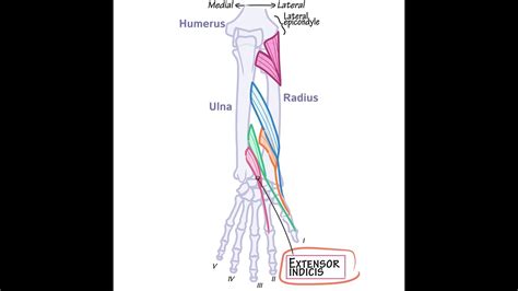 Anatomy Of The Extensor Indicis Muscle Overview Origin Insertion Function Innervation