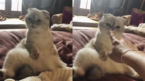 Taylor Swift Cat Olivia Benson