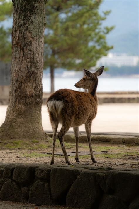 MAZDA3の宮島宮島水族館初めての船日本丸鹿に関するカスタム事例車のカスタム情報はCARTUNE