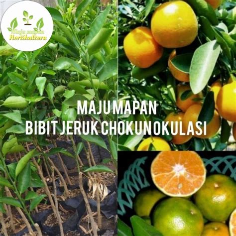 Jual Bibit Jeruk Chokun Super Unggulan Shopee Indonesia