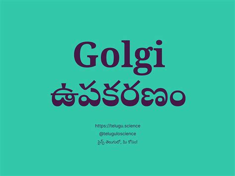 Golgi ఉపకరణం గురించి వివరణ Golgi Apparatus