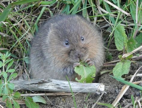 Vole Asker Meadows Nature Reserve