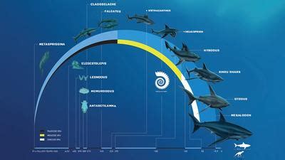 This Presentation Is Going To Be About The Evolution Of Sharks