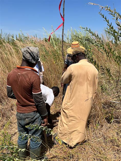 Counting Trees Every Credit Has A Story Acorn Rabobank