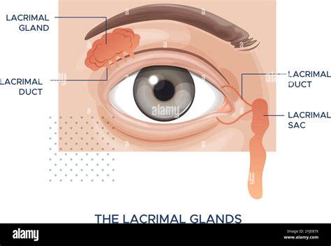Eye Anatomy The Lacrimal Glands Stock Illustration As Eps 10 File