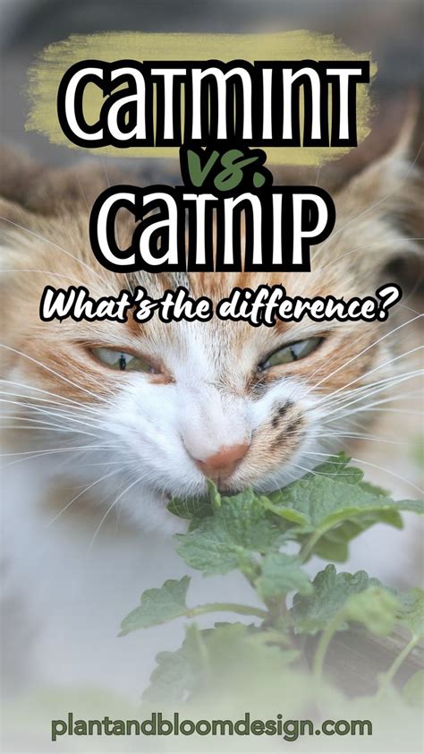 Catmint Vs Catnip Are They The Same Thing In 2025 Plants Catnip