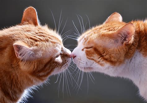 400 Kissing Pictures