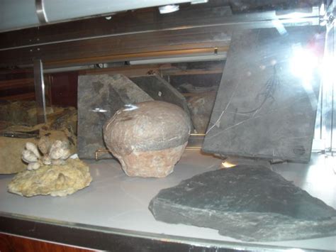 Best Way To Show Them All General Fossil Discussion The Fossil Forum