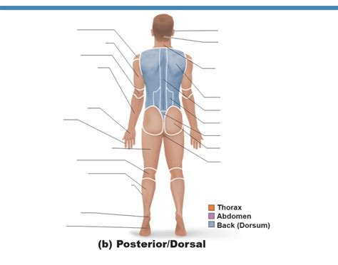 Posterior Anatomical Regions — Printable Worksheet