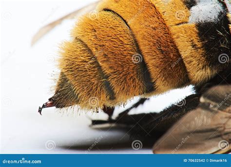 Macro De Piqûre De Bourdon Photo Stock Image Du Fond 70632542