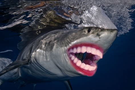 Great White Shark Human Teeth