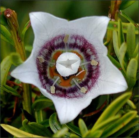 Кодонопсис клематисовидный