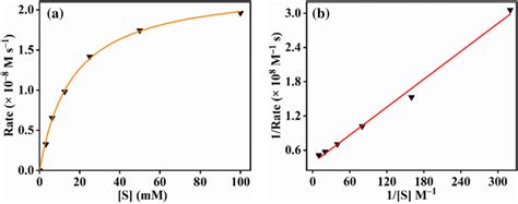 A The Plot Of The Rate Vs Substrate Concentration Michaelismenten