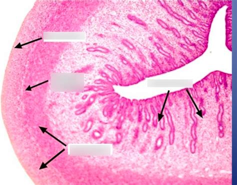 Endometrium Slide