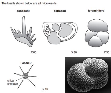 A2 52 Fossils Microfossils And Evolution Diagram Quizlet