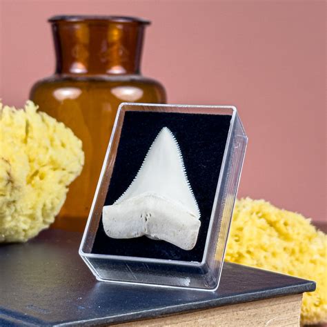 Authentic Great White Shark Upper Tooth Carcharodon Carcharias 43 55