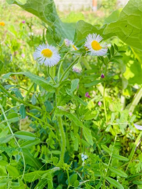 食べられる春の野草 ハルジオン 草木の魔法