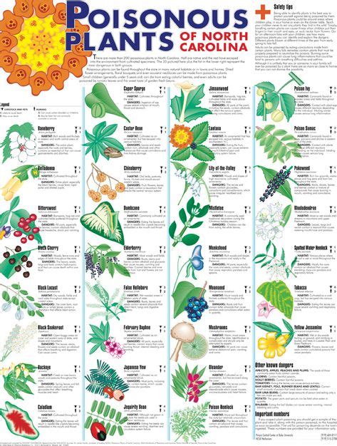 11 Poisonous Plants Ideas In 2021 Poisonous Plants Plants Planting