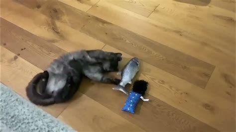 My Cats Reaction To Catnip Youtube My Cats Reaction To Catnip Youtube