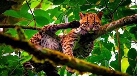 Can You Own A Pet Ocelot Yes No Or Maybe