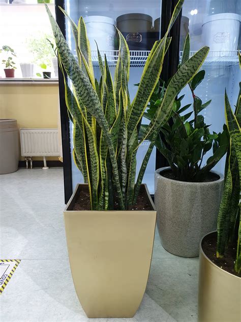 Бэлэн байгаа газар тавих том Аз жаргалтай цэцэгс