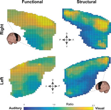 Connectivity Gradients In Prefrontal Cortex Functional And Structural