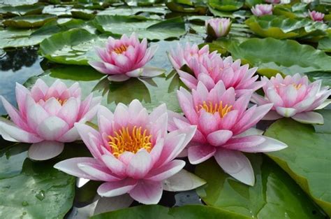 сад и огород | Цветы лотоса, Кувшинка, Фотографии цветов