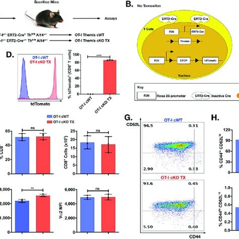 In Vivo Themis Deletion Using Tamoxifen Induced Cre Recombinase And Download Scientific Diagram
