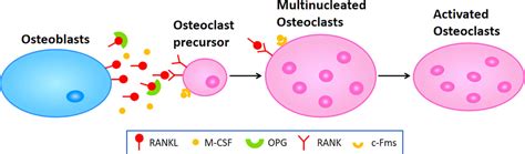 Osteoclasts Vs Osteoblasts
