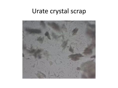 Polarizing Light Microscopy Pptx Physics Science