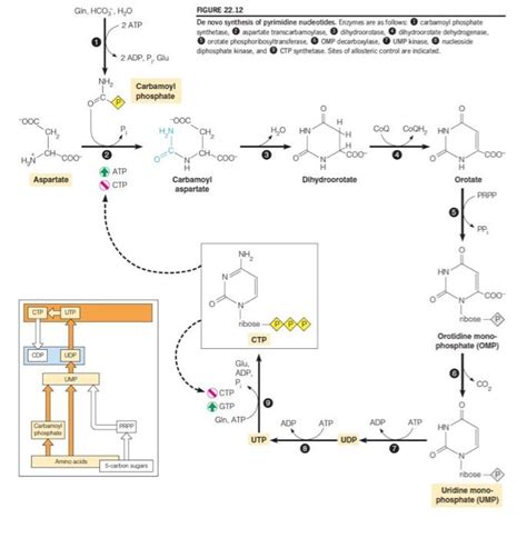 Solved Fgure 22 12 De Novo Synthesis Of Pyrimidine