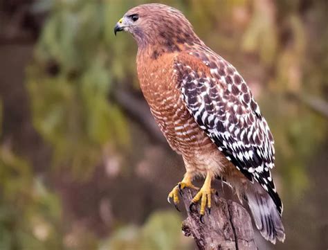 Red Tailed Hawk Spotting The Differences Between Male Vs Female Bird Guidance