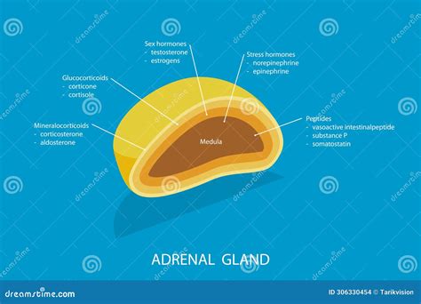 3d Illustration Of Adrenal Gland By X Rays 96434581